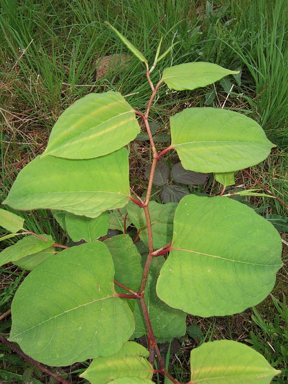An invasive weed like plant all around my house. They are huge 3-4ft ...