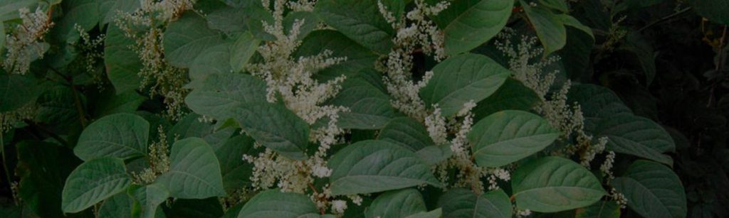 Phlorum Blog | Phlorum