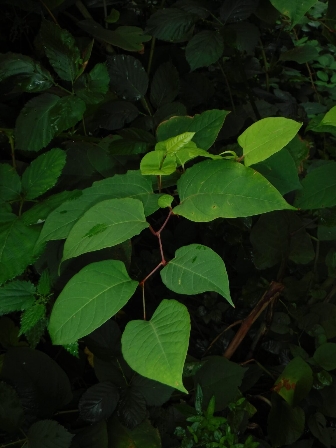UK Assessment of Japanese Knotweed Risk is Proportionate | Phlorum