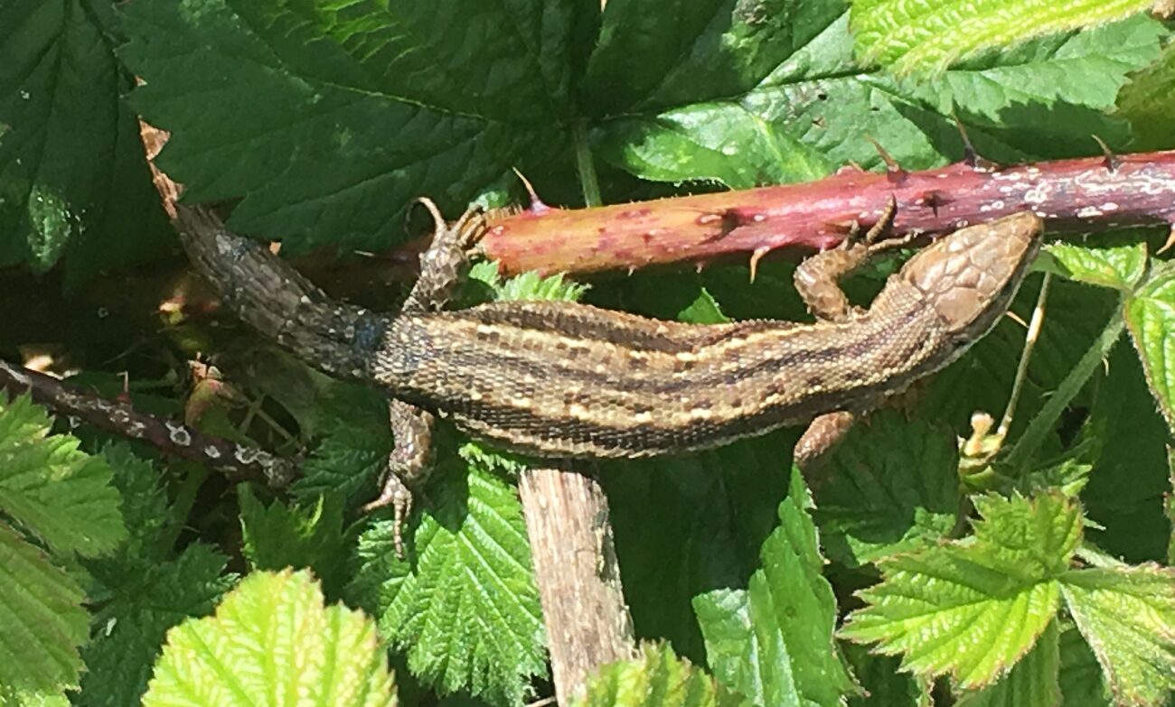 A Guide To UK Reptiles | Phlorum