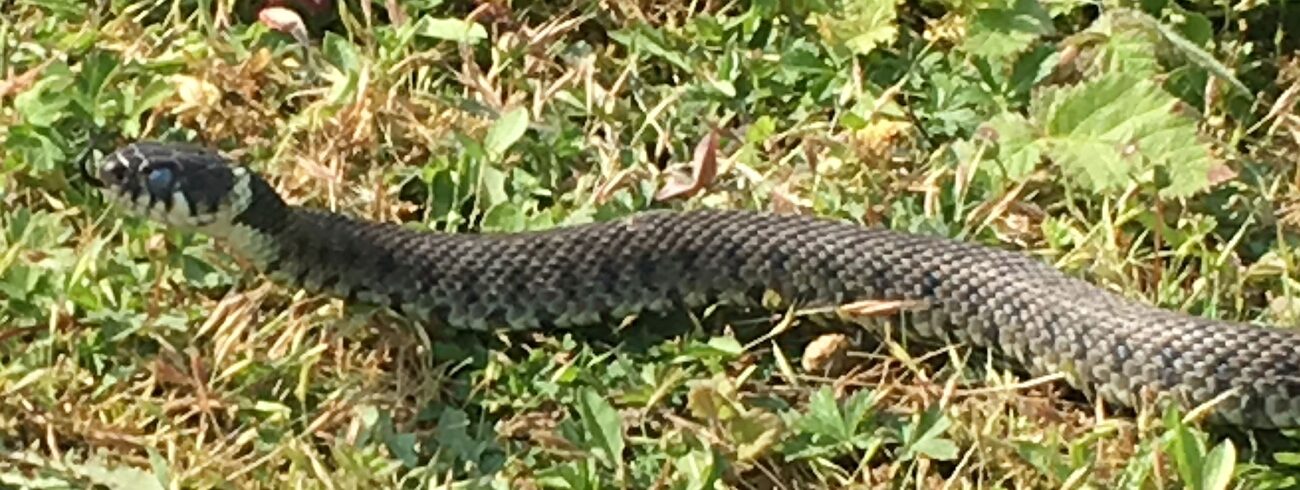 A Guide To UK Reptiles | Phlorum