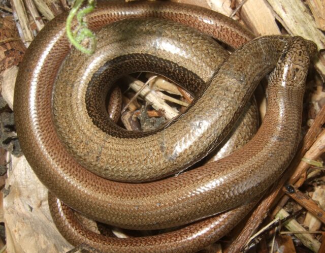 A Guide To UK Reptiles | Phlorum