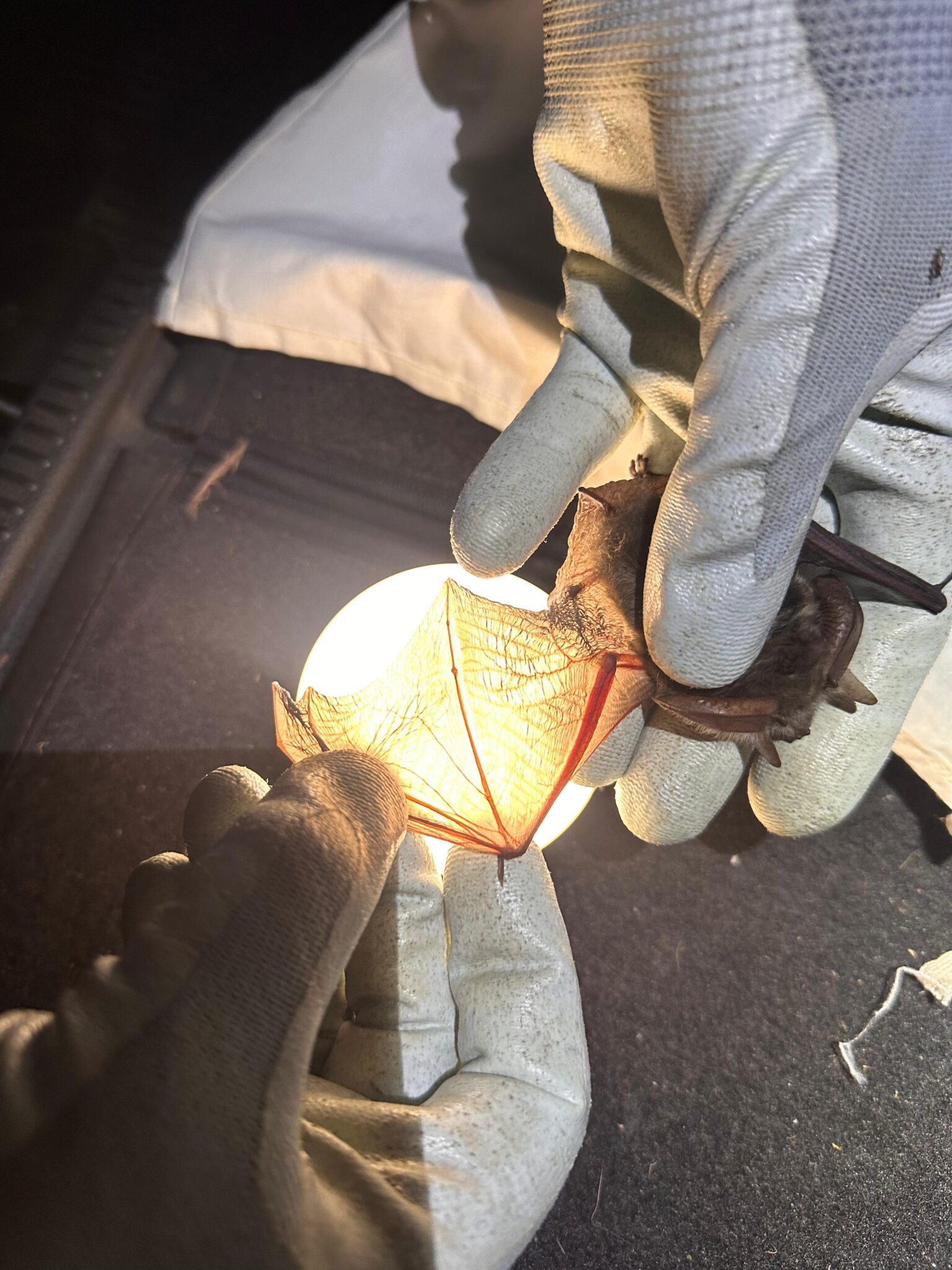 Grey Long-Eared Bat Discovered In The South East Of England