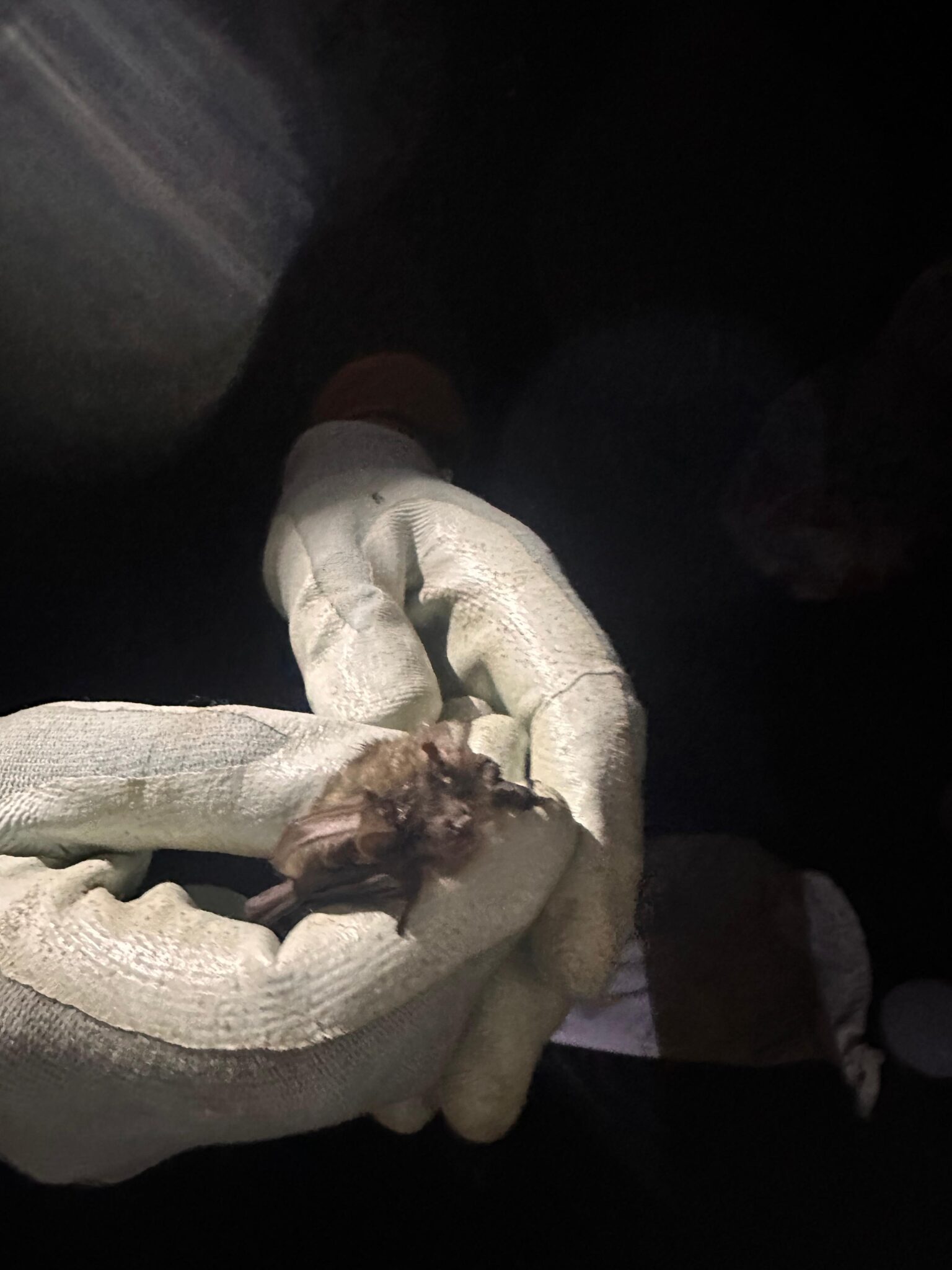 A Guide To Identifying Protected UK Species | Phlorum